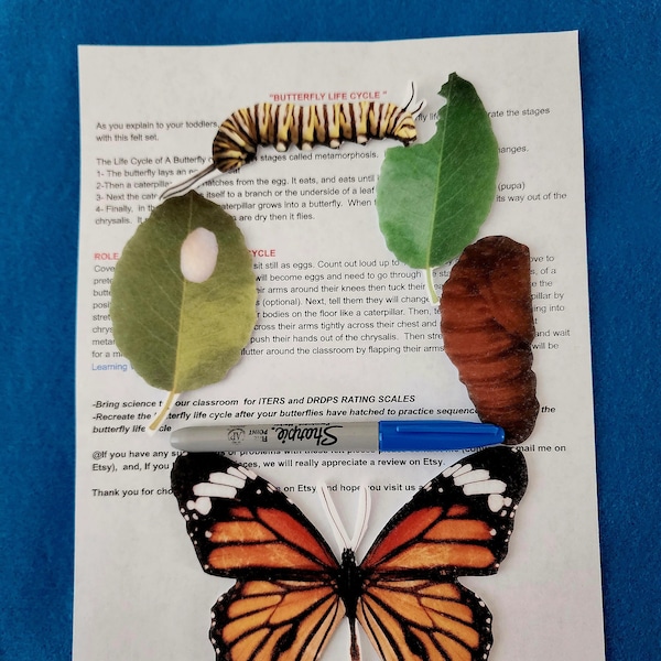 Felt Butterfly - Etsy