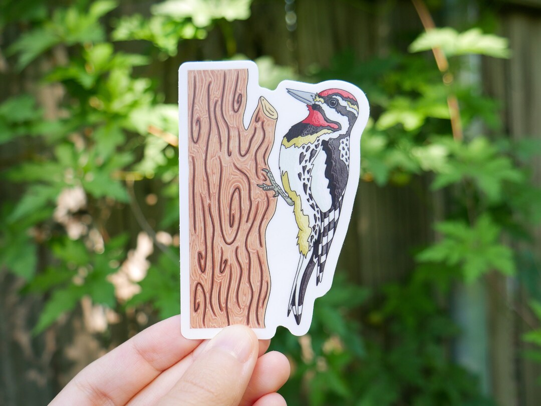 Yellow-bellied Sapsucker Sticker - Etsy