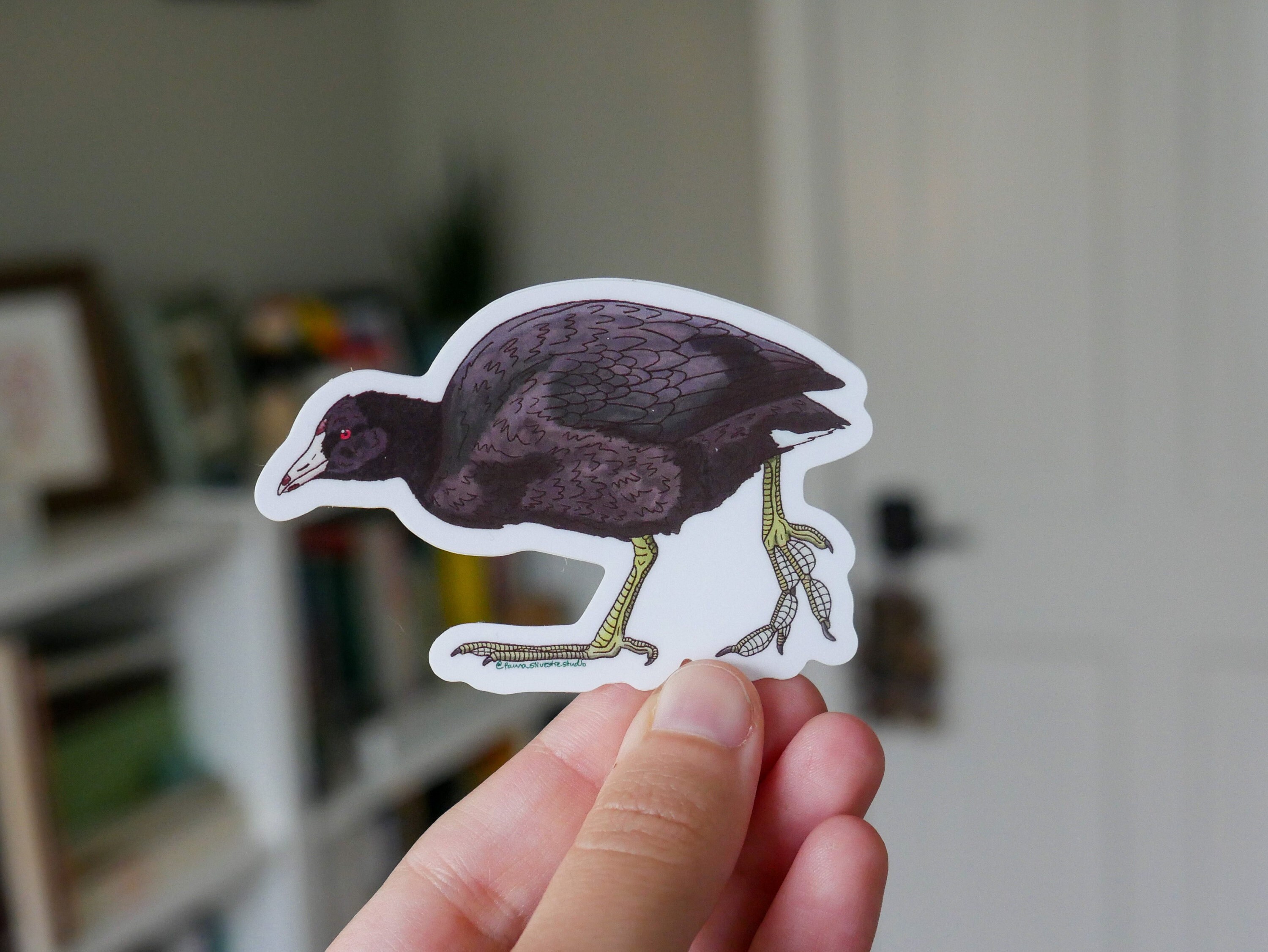 American Coot Sticker - Etsy