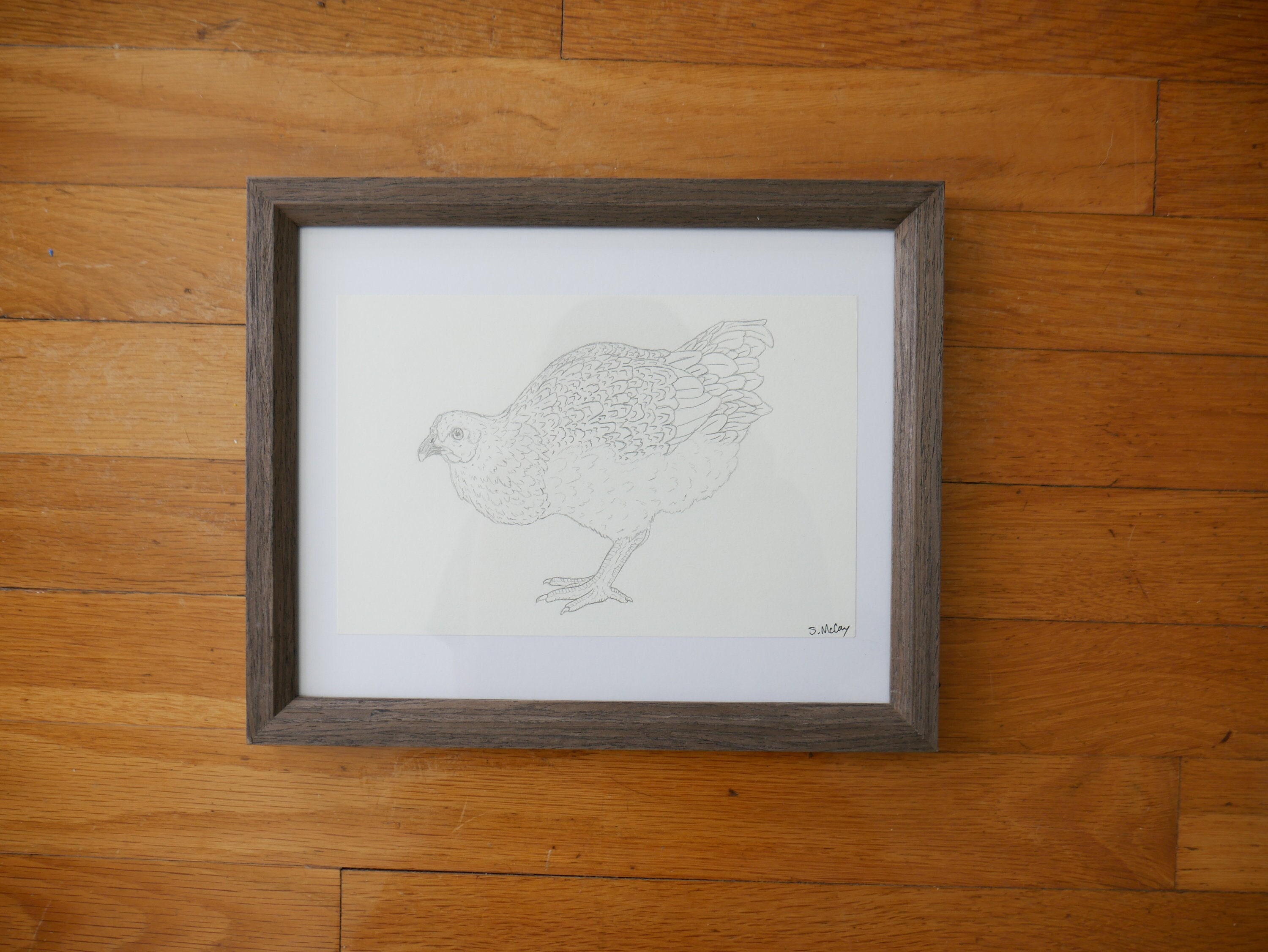 Blue Australorp Chicken Drawing - Etsy