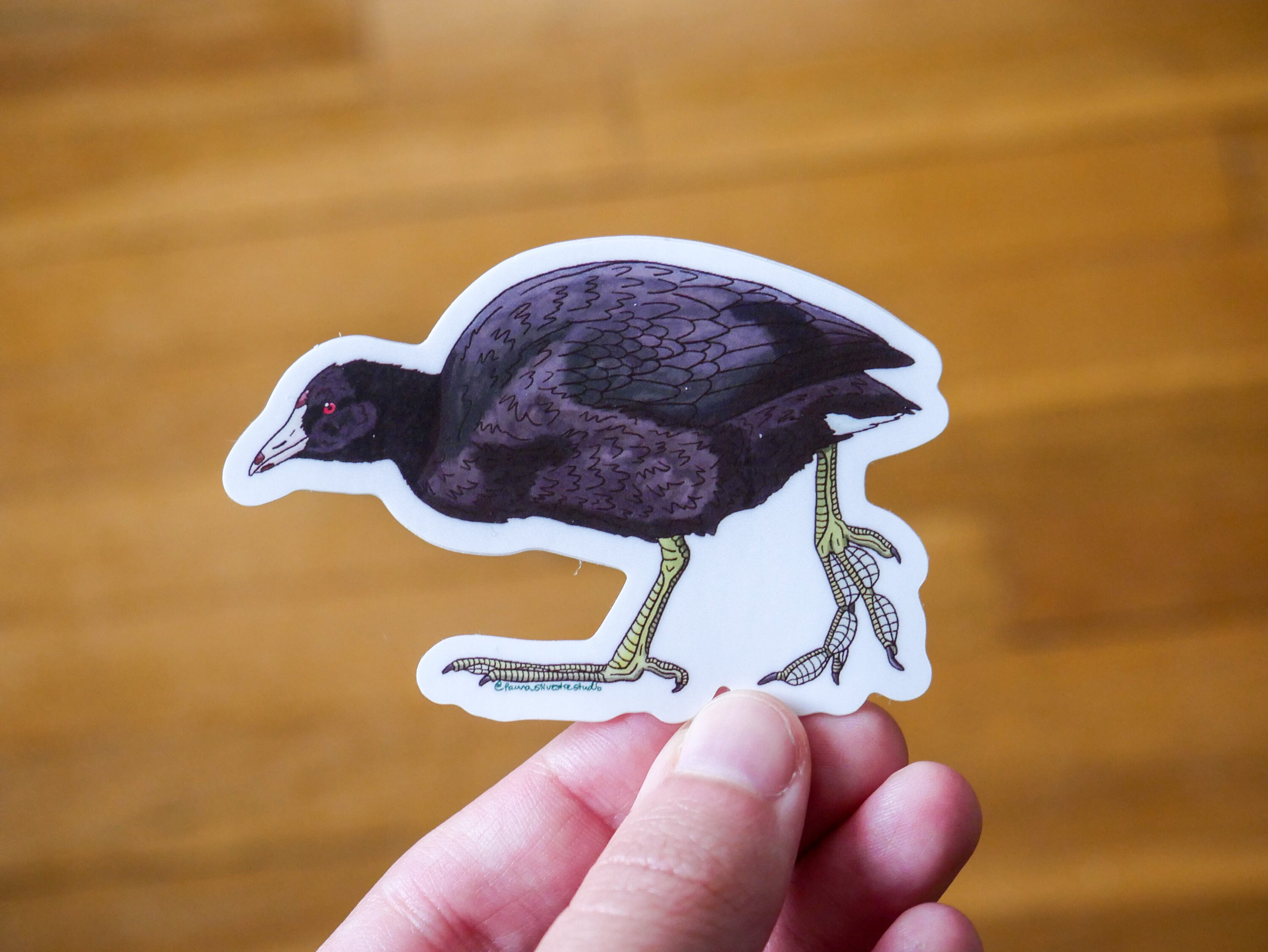 American Coot Sticker - Etsy