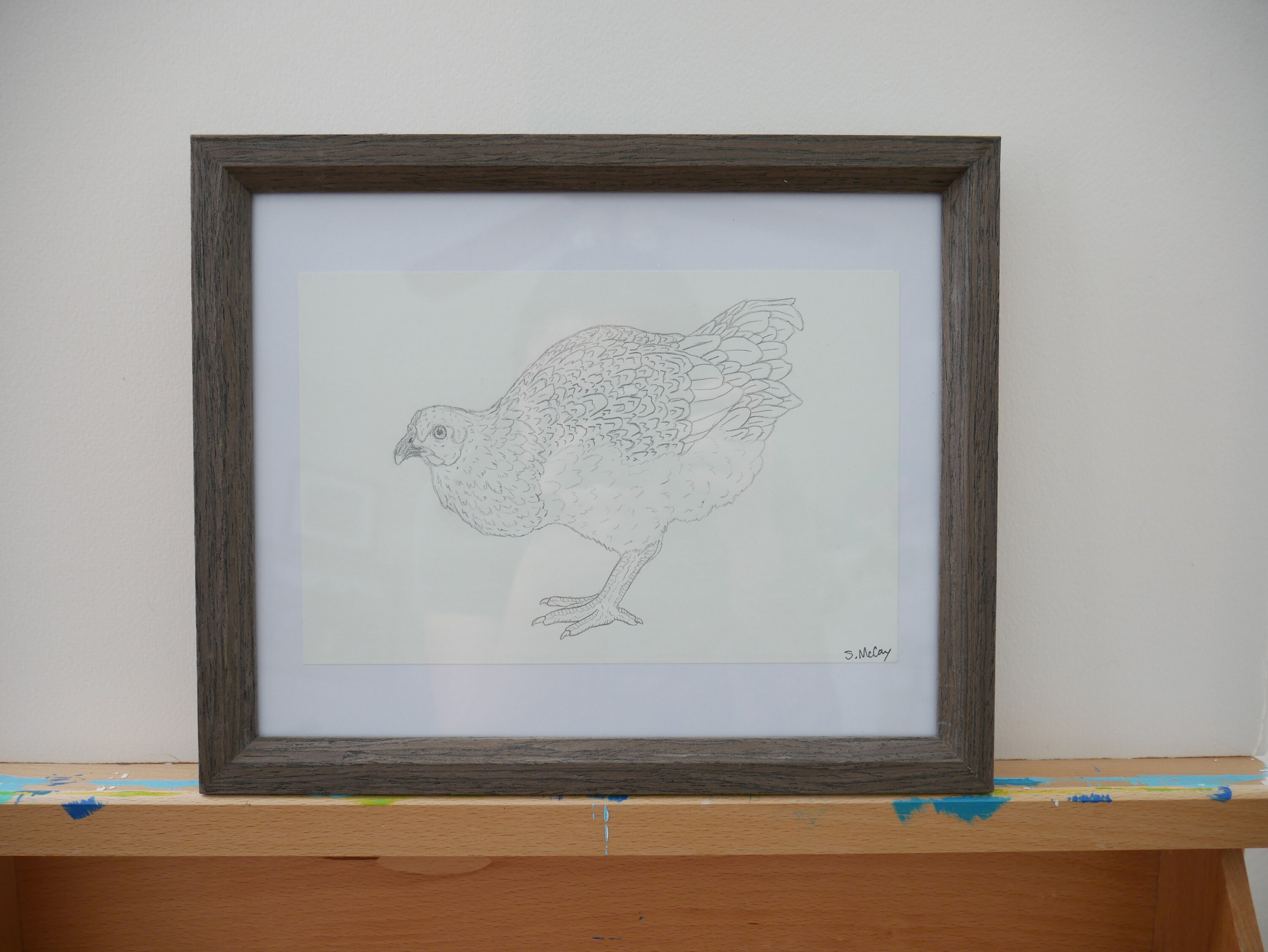 Blue Australorp Chicken Drawing - Etsy