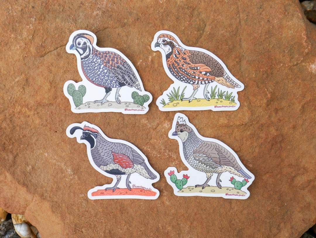 Trail of Texas Quail Sticker Pack - Etsy