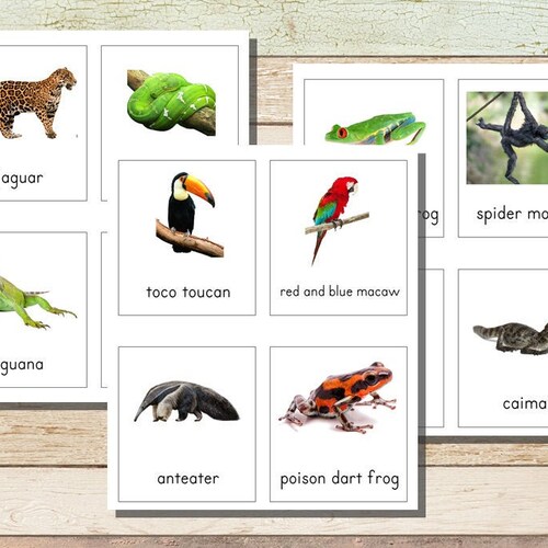 Montessori Rainforest Toob 3 Part Cards - Etsy