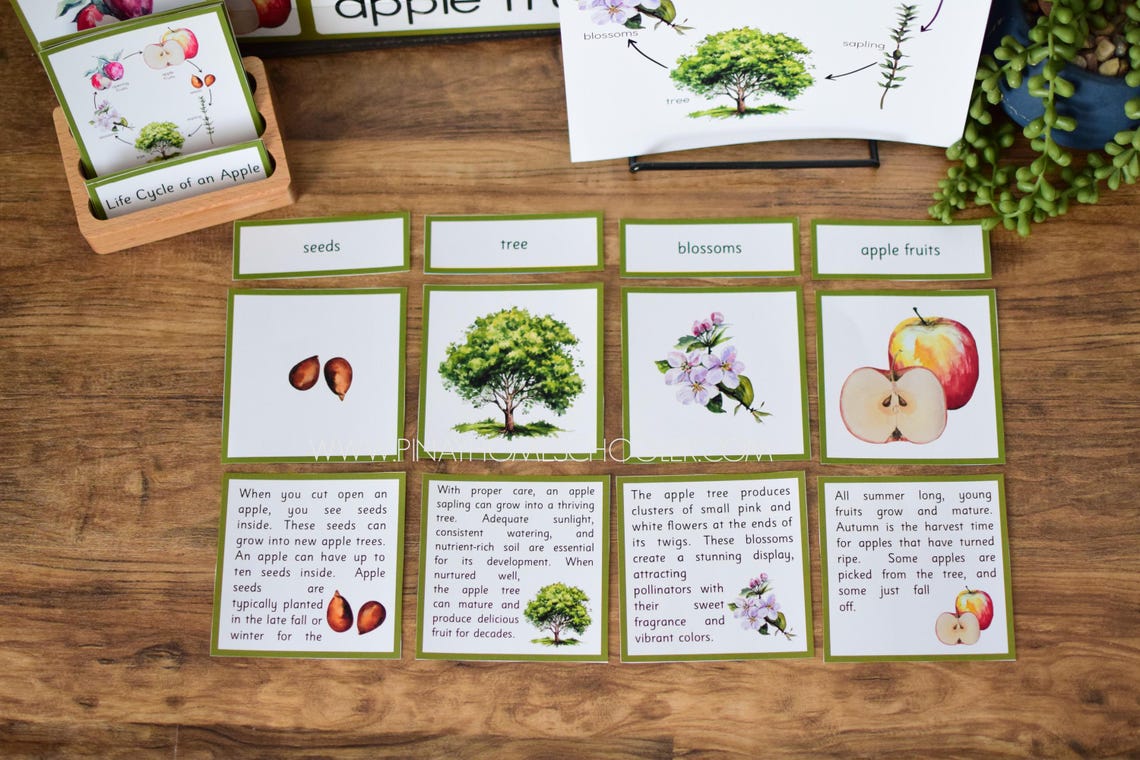 Apple Life Cycle Set - Montessori Inspired - Etsy