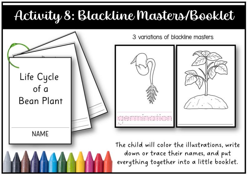 Bean Plant Life Cycle Montessori Inspired - Etsy