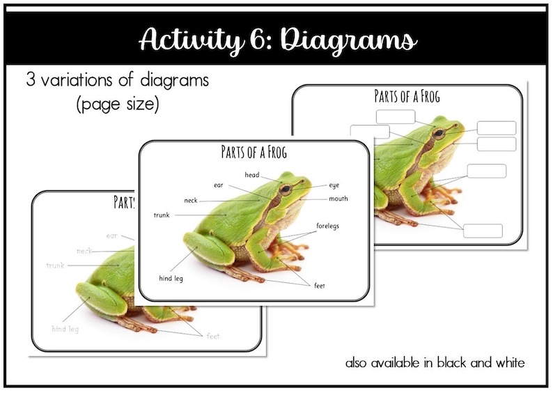 Parts of a Frog Montessori 3 Part Cards and Definitions - Etsy