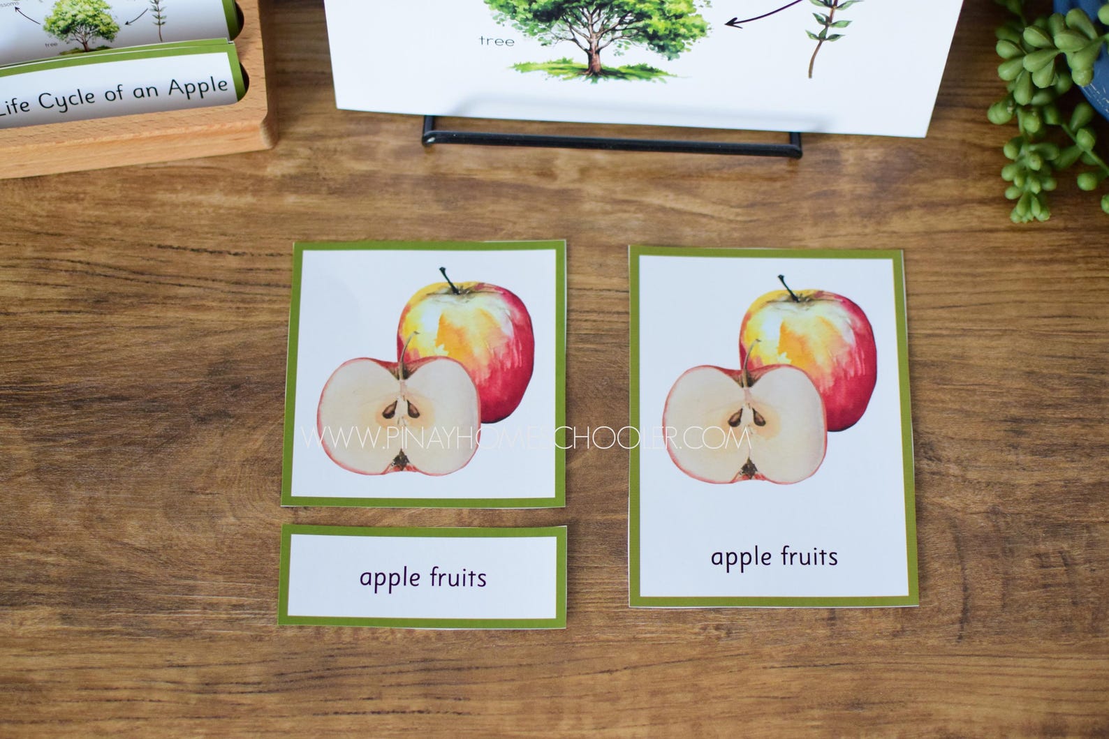 Apple Life Cycle Set - Montessori Inspired - Etsy