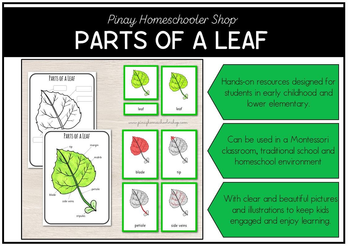 Parts of a Leaf Montessori 3 and 4 Part Cards - Etsy