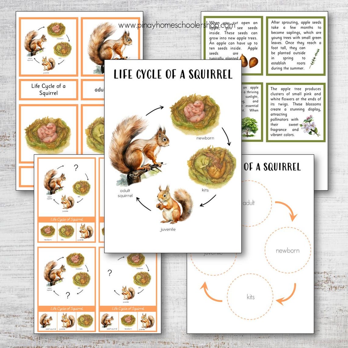 Squirrel Life Cycle Set - Montessori Inspired - Etsy