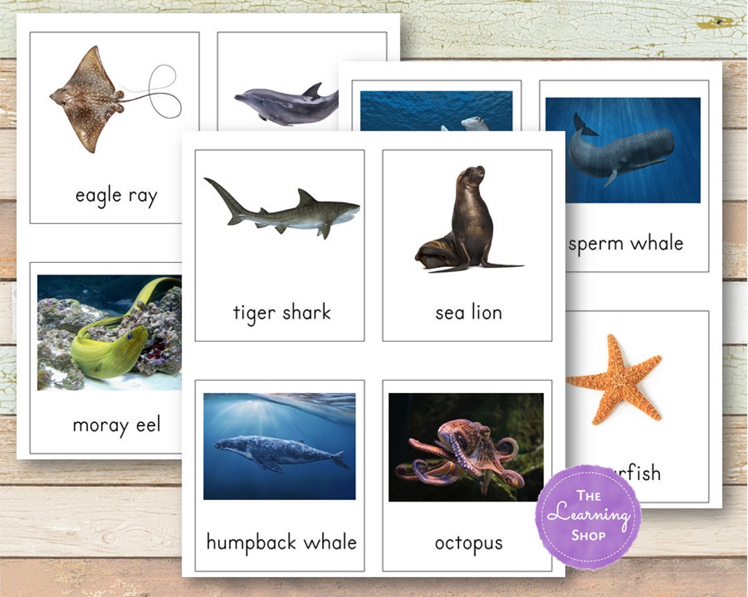 Montessori Ocean 3 Part Cards safari Toob - Etsy