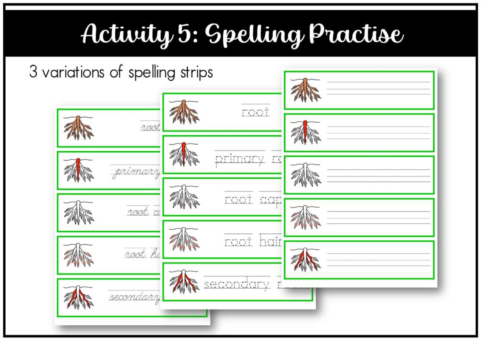 Parts of a Root Montessori 3 and 4 Part Cards - Etsy