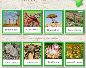 Montessori Inspired Solar System 3 Part Cards and Information Cards - Etsy