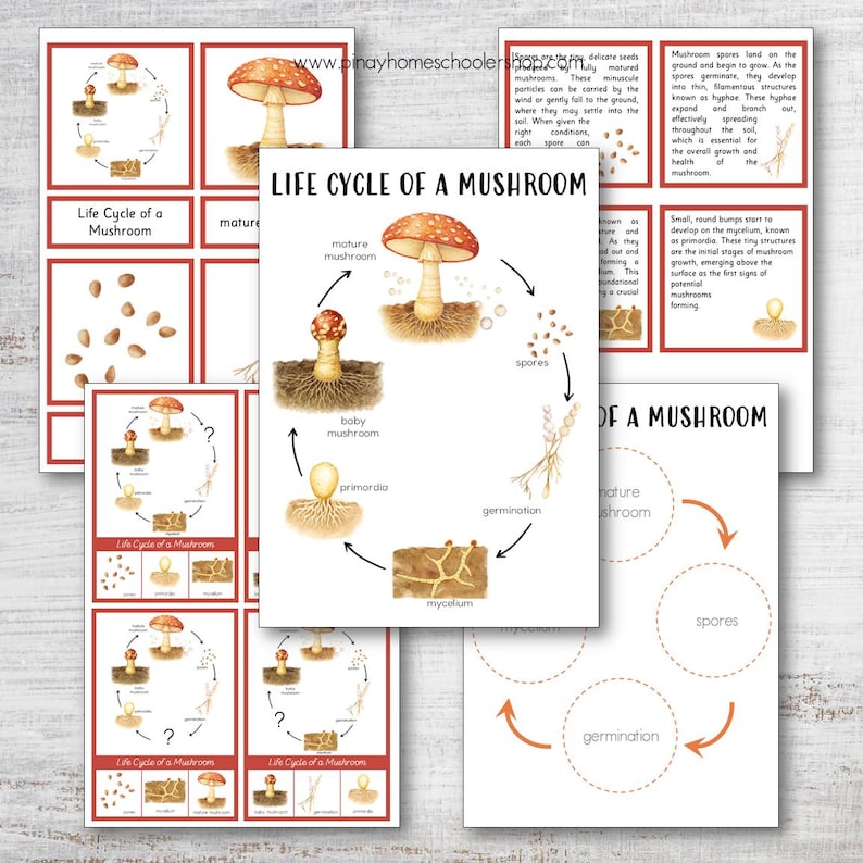 Mushroom Life Cycle - Montessori Inspired - Etsy