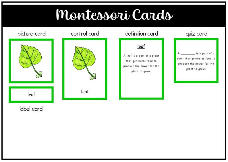 Parts of a Leaf Montessori 3 and 4 Part Cards - Etsy