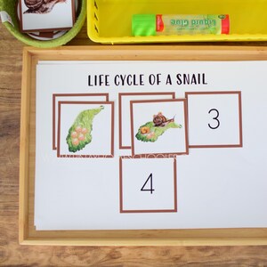 Snail Life Cycle - Montessori Inspired - Etsy