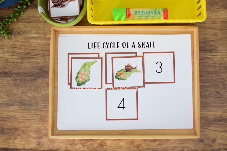 Snail Life Cycle - Montessori Inspired - Etsy