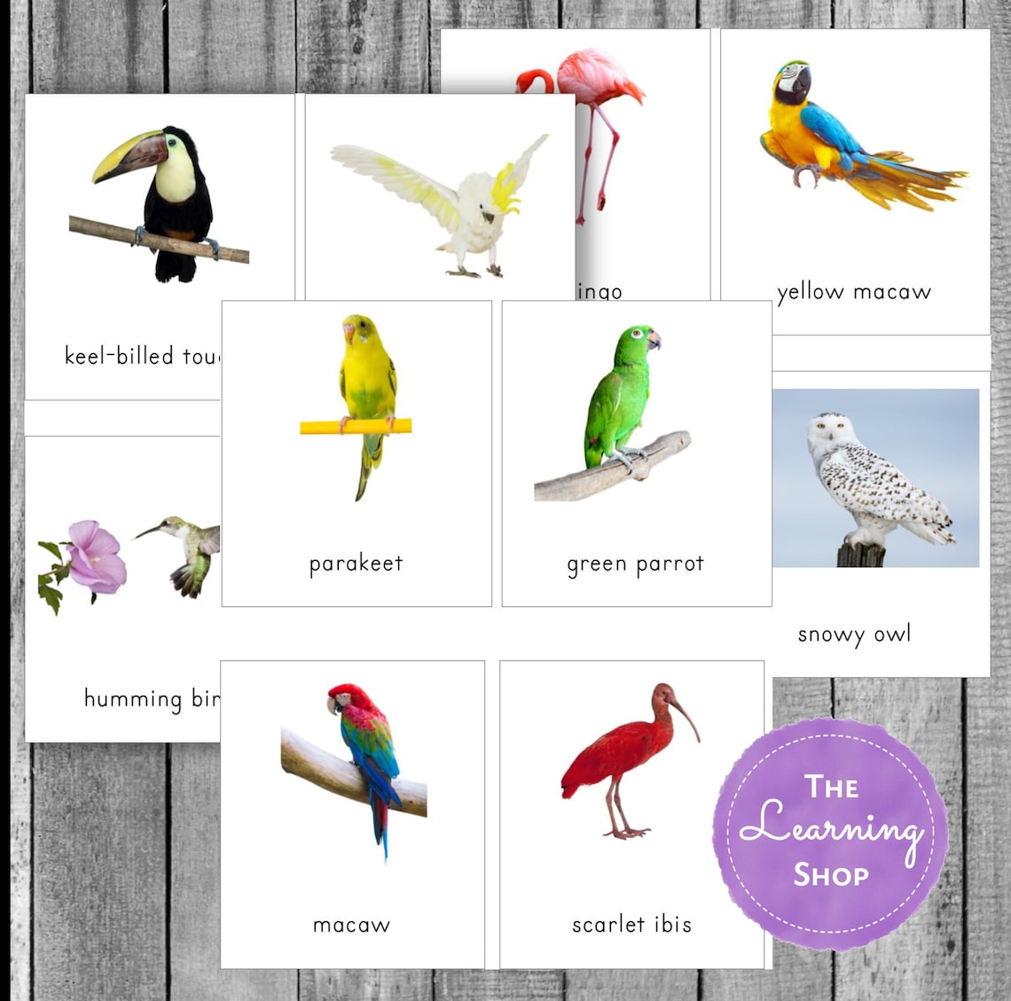 Montessori Inspired Exotic Bird Cards - Etsy