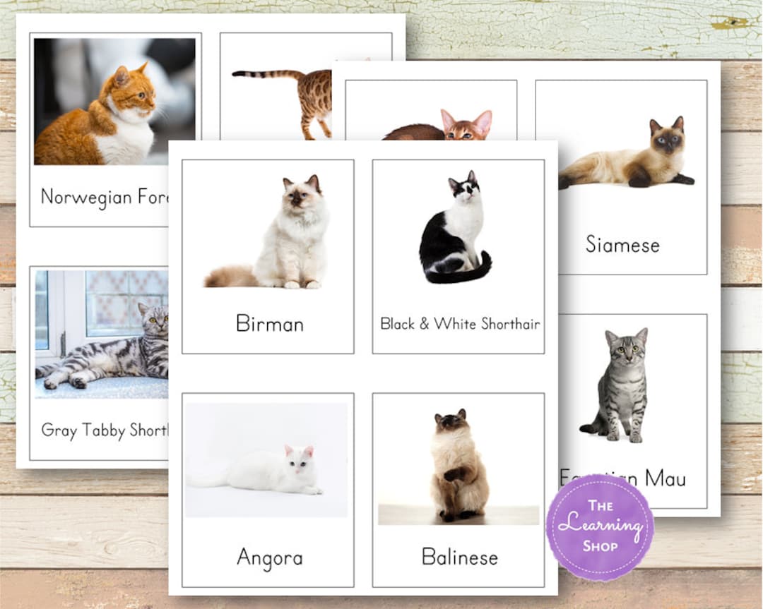 Montessori Cats 3 Part Cards (safari Toob) - Etsy