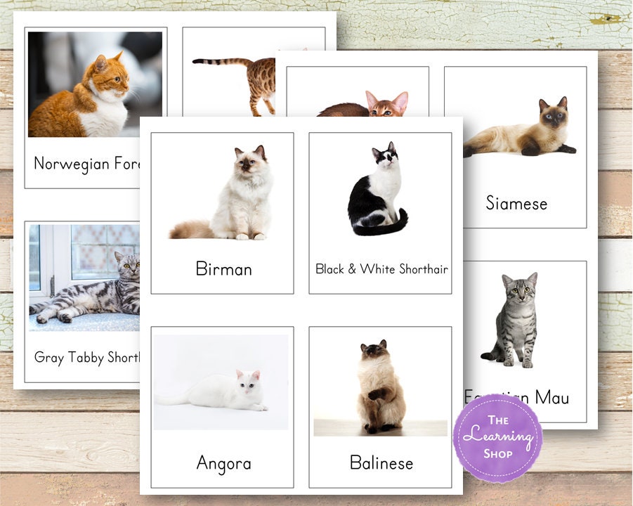 Montessori Cats 3 Part Cards (safari Toob) - Etsy