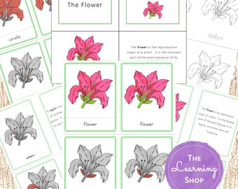 Montessori PDF Parts of a Cross Section of a Stem, 3 Part Cards ...