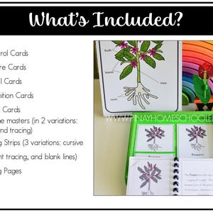 Parts of a Plant Montessori 3 and 4 Part Cards - Etsy