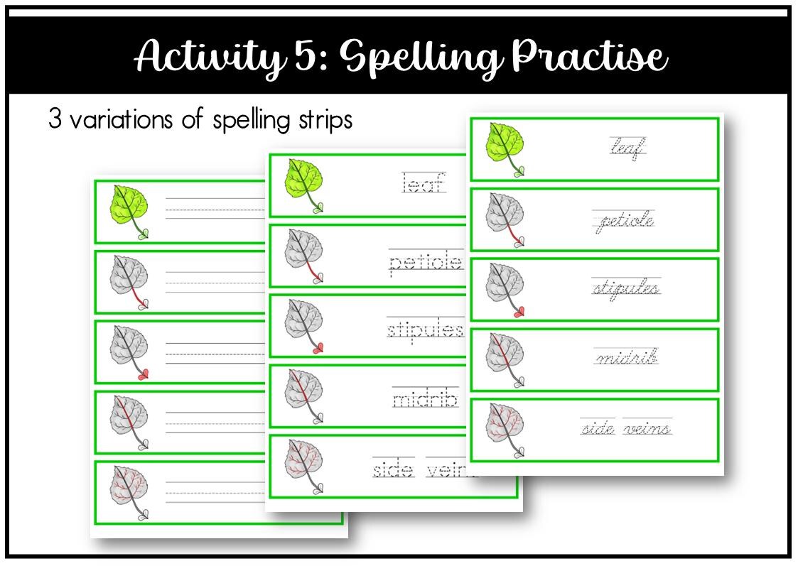 Parts of a Leaf Montessori 3 and 4 Part Cards - Etsy