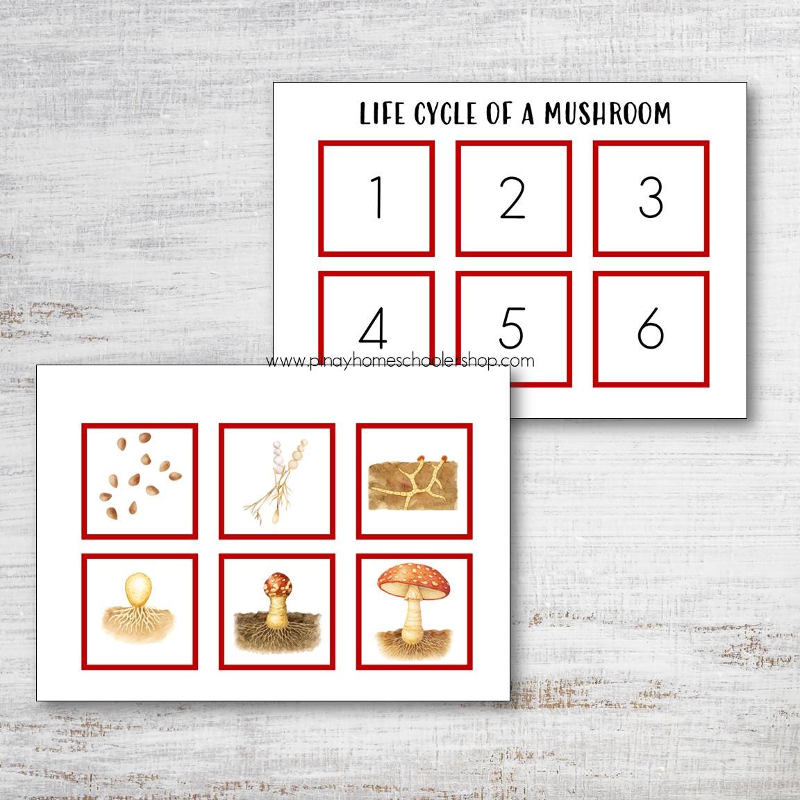 Mushroom Life Cycle - Montessori Inspired - Etsy