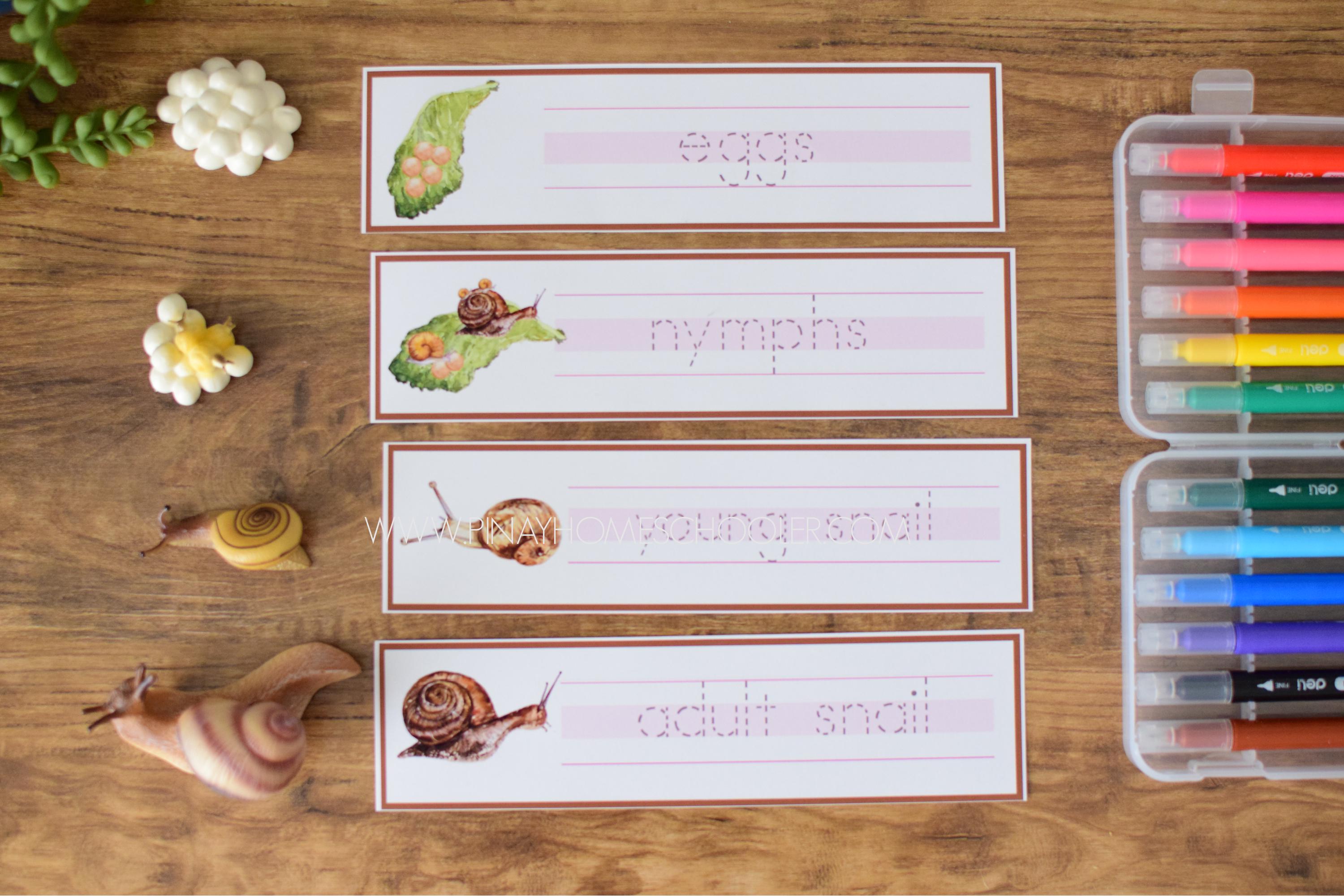 Snail Life Cycle - Montessori Inspired - Etsy
