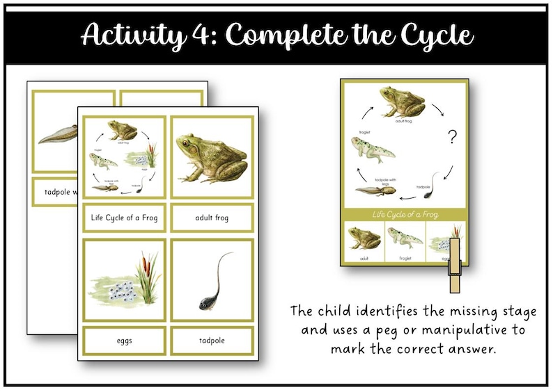Frog Life Cycle Montessori Inspired - Etsy