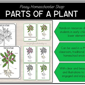 Parts of a Plant Montessori 3 and 4 Part Cards - Etsy