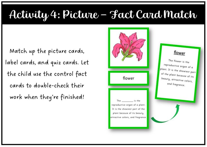 Parts of a Flower Montessori 3 and 4 Part Cards - Etsy