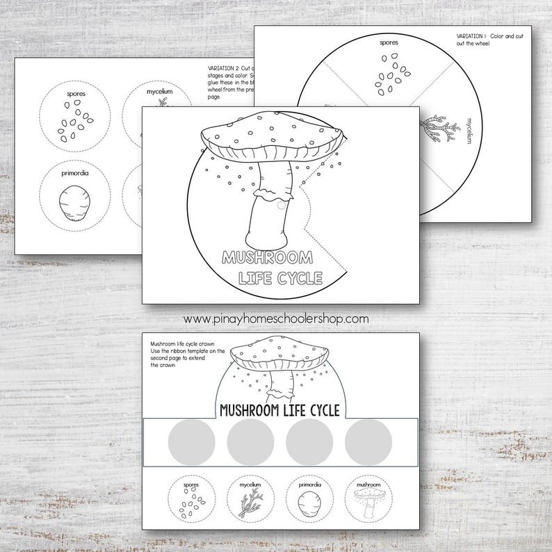 Mushroom Life Cycle - Montessori Inspired - Etsy
