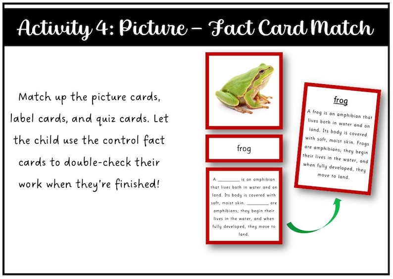 Parts of a Frog Montessori 3 Part Cards and Definitions - Etsy