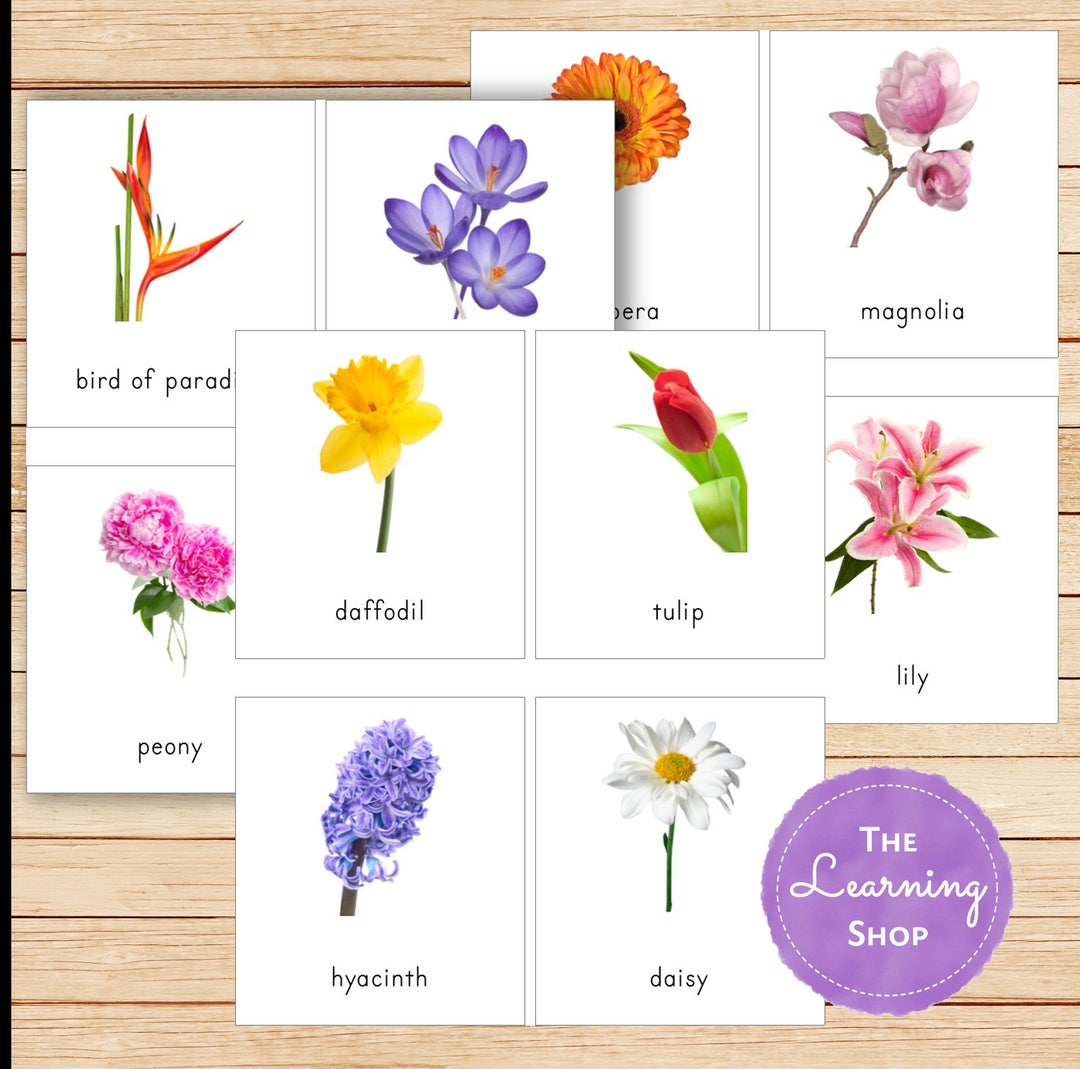 Montessori Inspired Flower Cards - Etsy