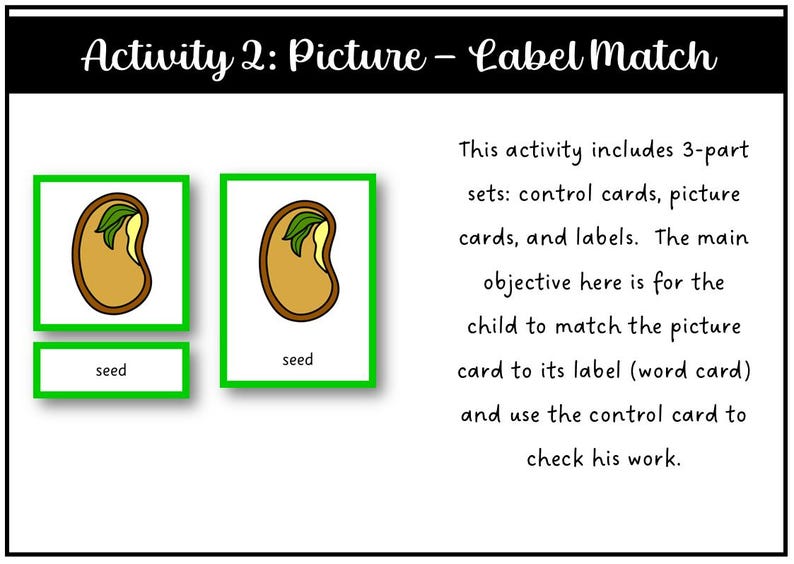Parts of a Bean Seed Montessori 3 and 4 Part Cards - Etsy