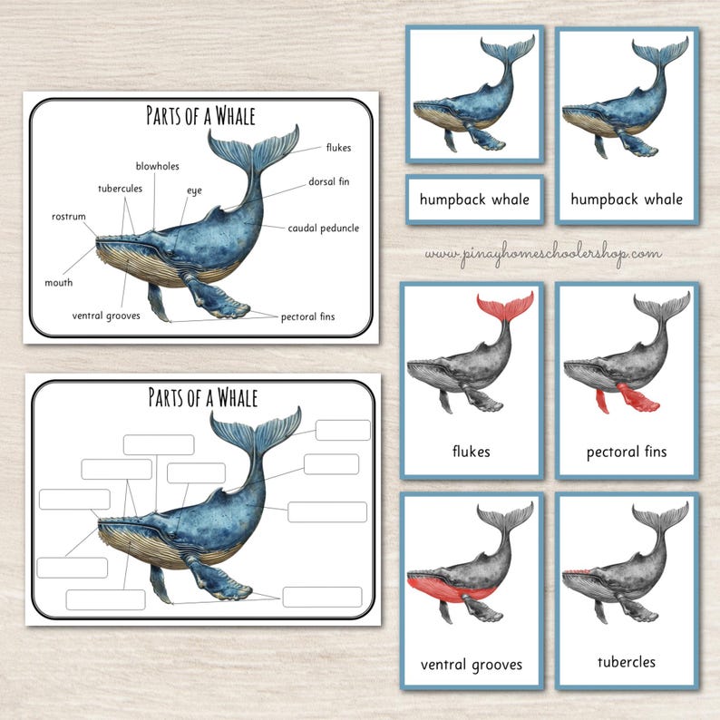Parts of a Humpback Whale Montessori 3 Part Cards - Etsy
