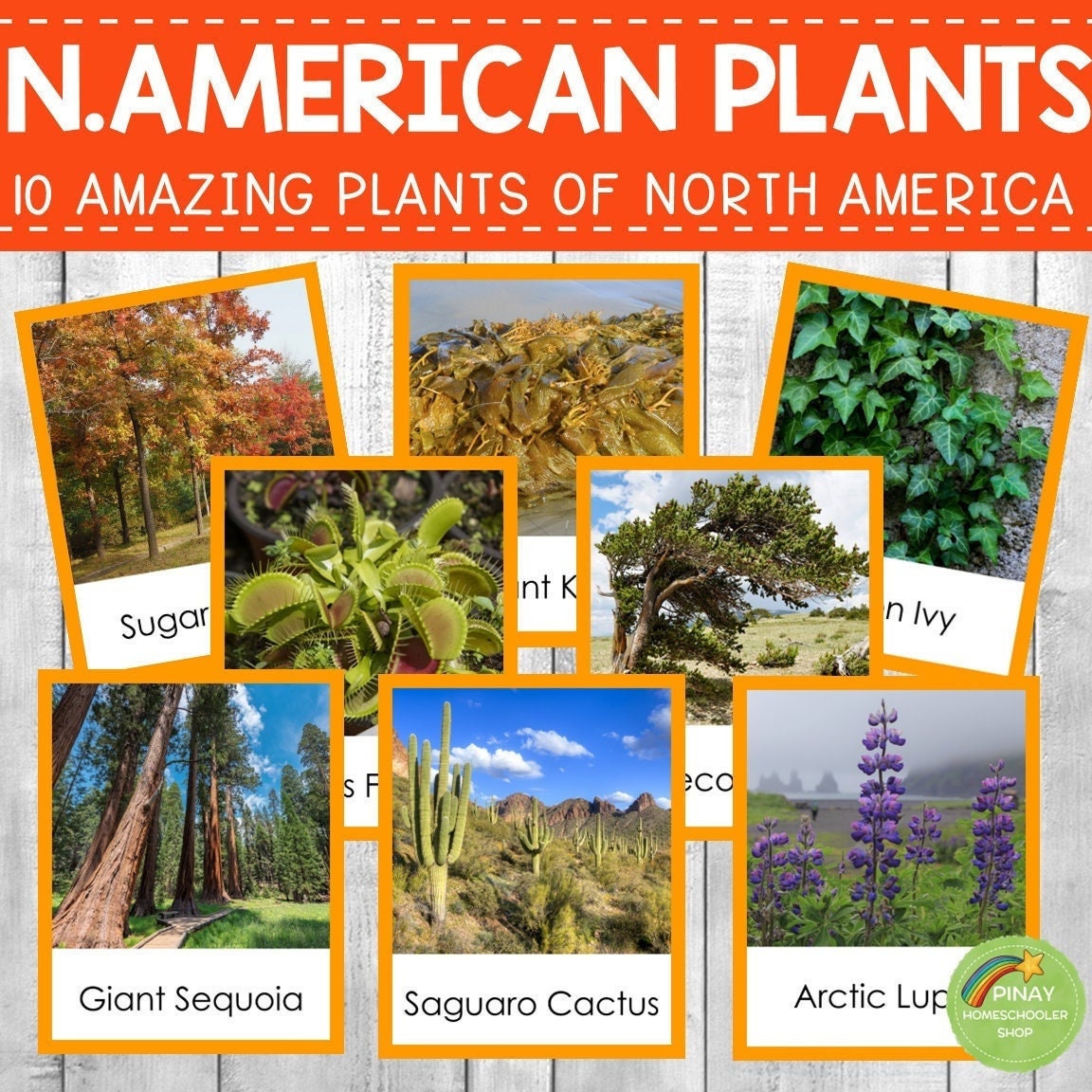 Plants of North America Montessori Learning Pack - Etsy