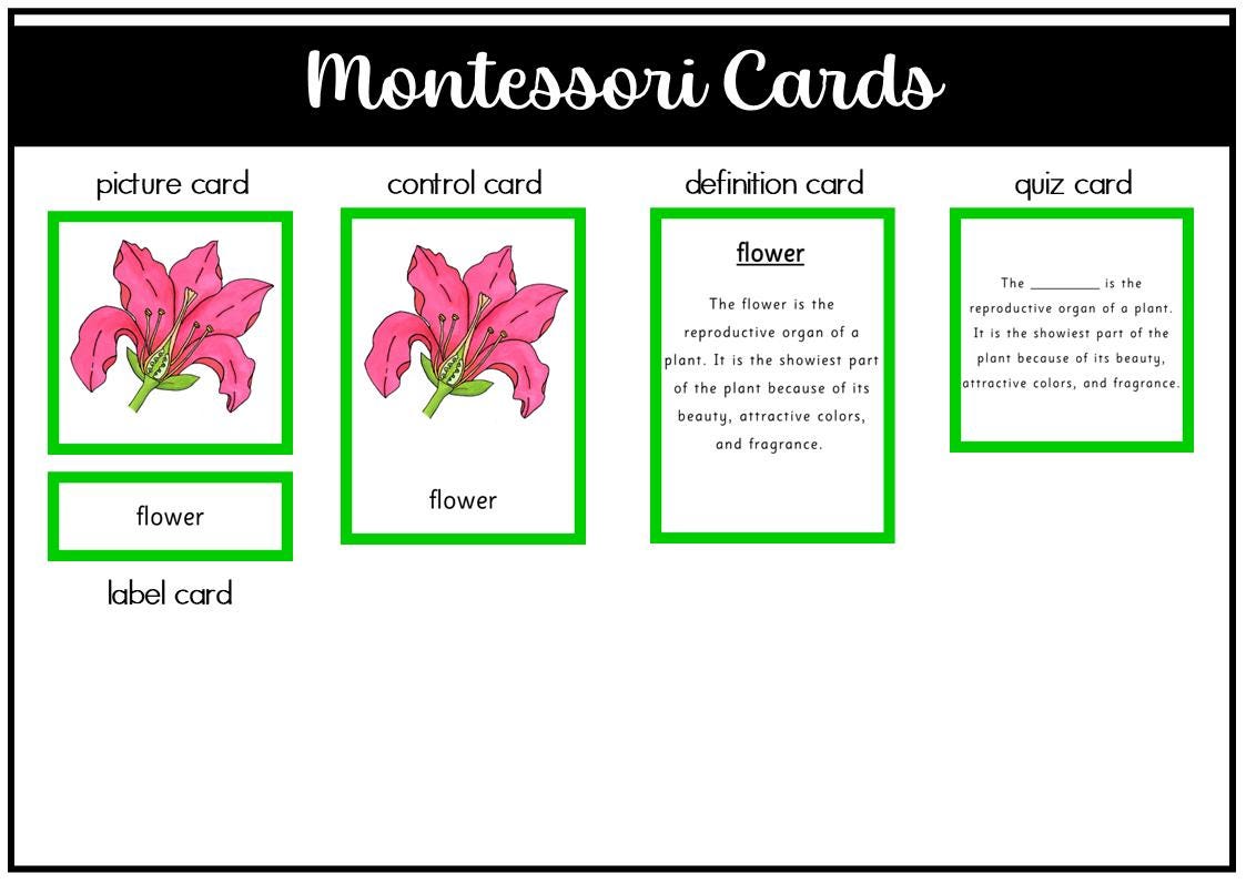 Parts of a Flower Montessori 3 and 4 Part Cards - Etsy