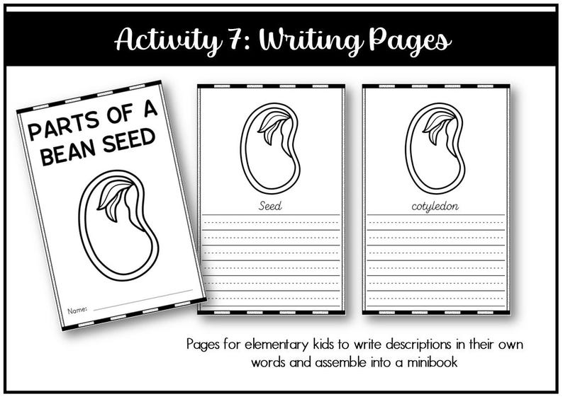 Parts of a Bean Seed Montessori 3 and 4 Part Cards - Etsy