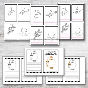 Mushroom Life Cycle - Montessori Inspired - Etsy