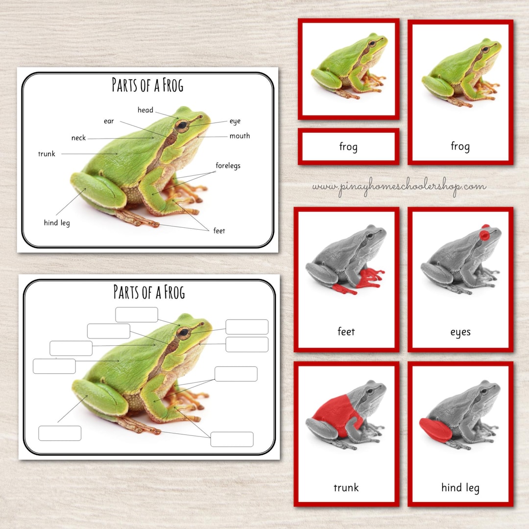 Parts of a Frog Montessori 3 Part Cards and Definitions - Etsy UK