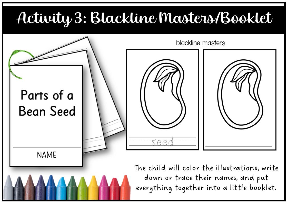 Parts of a Bean Seed Montessori 3 and 4 Part Cards - Etsy