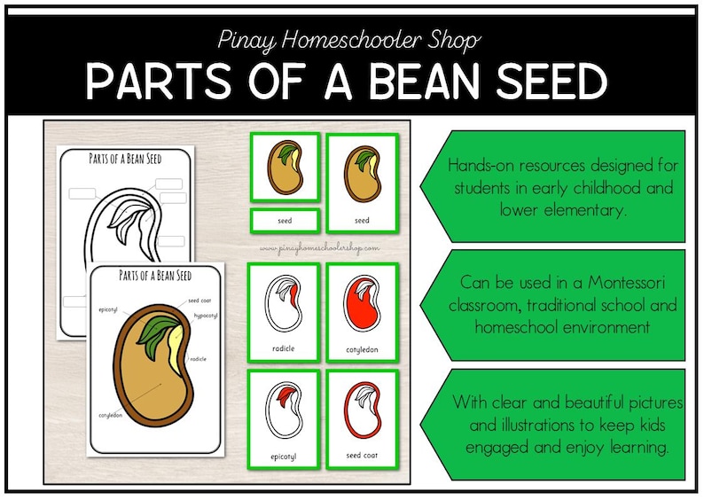 Parts of a Bean Seed Montessori 3 and 4 Part Cards - Etsy
