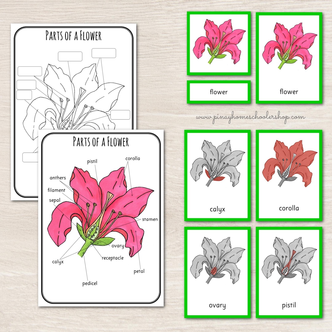 Parts of a Flower Montessori 3 and 4 Part Cards - Etsy