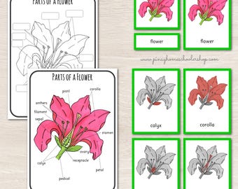 Parts of a Root Montessori 3 and 4 Part Cards - Etsy