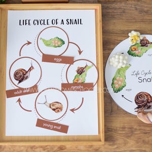 Snail Life Cycle - Montessori Inspired - Etsy