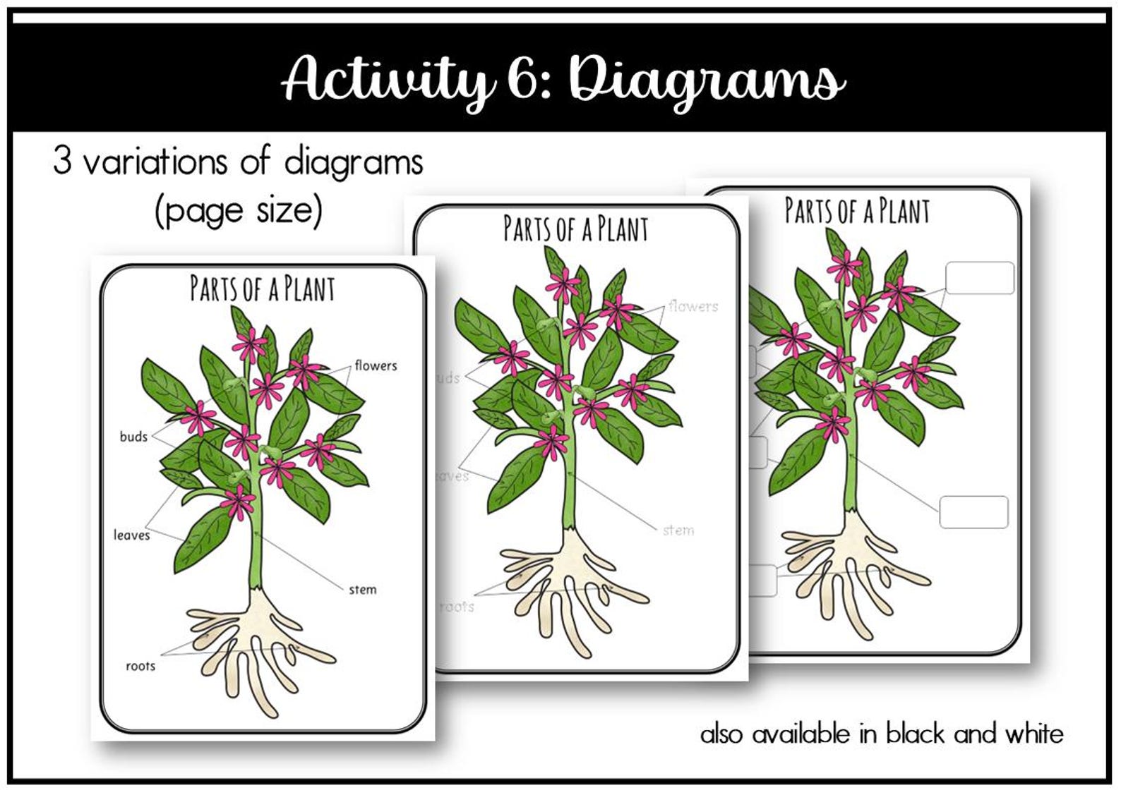 Parts of a Plant Montessori 3 and 4 Part Cards - Etsy