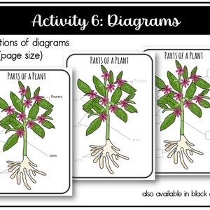 Parts of a Plant Montessori 3 and 4 Part Cards - Etsy
