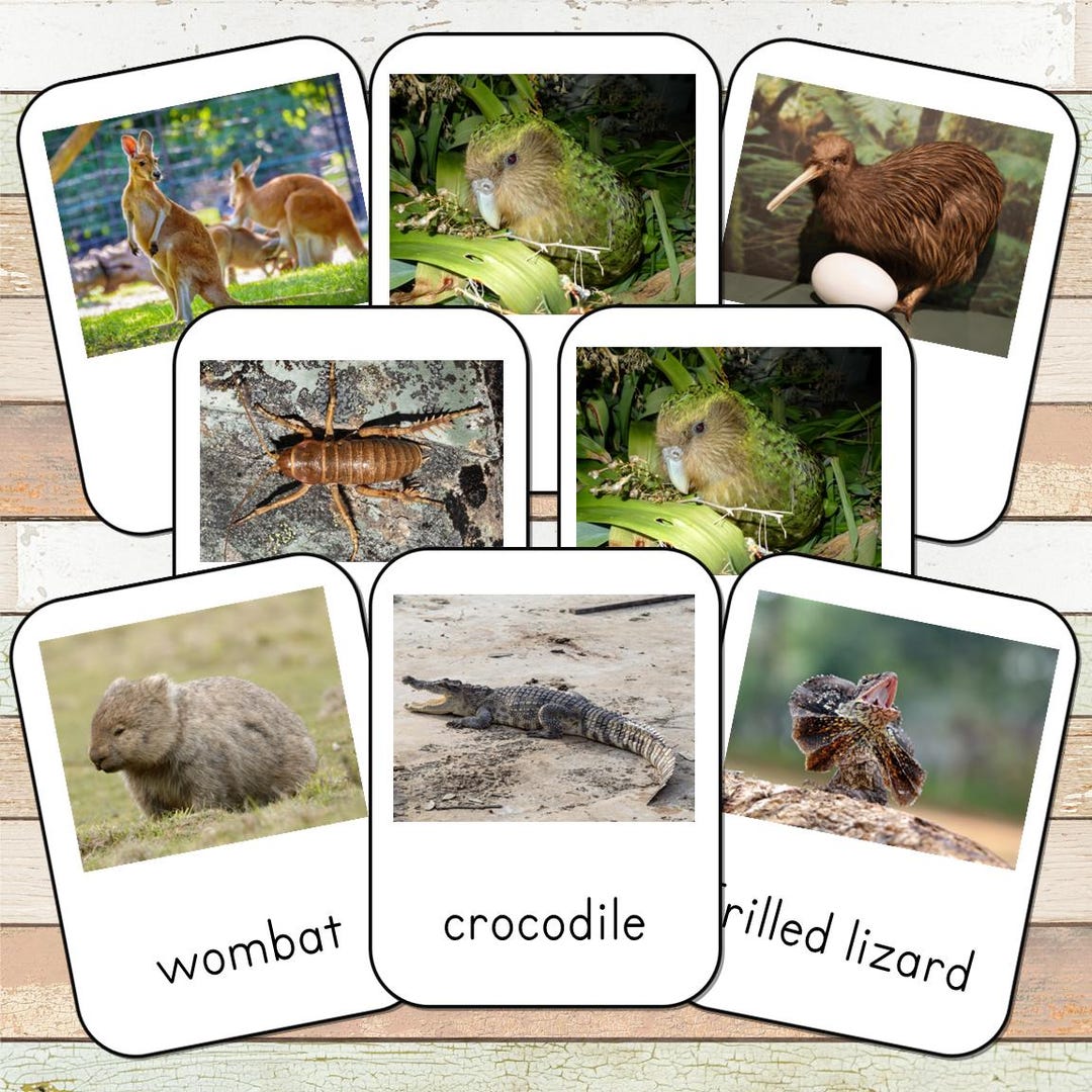 Safari Toob Australian Continent Montessori Cards - Etsy